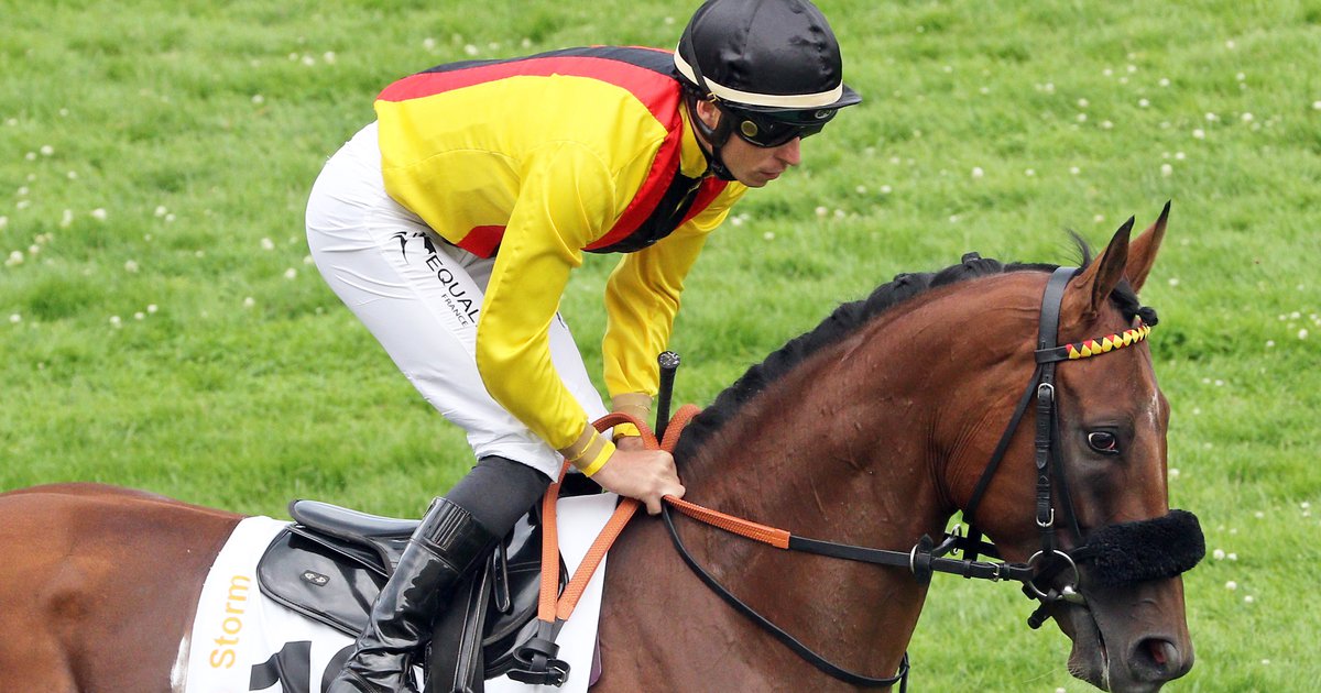 Ranking and facts about the Stockholm Cup runners - Horse Racing Sweden