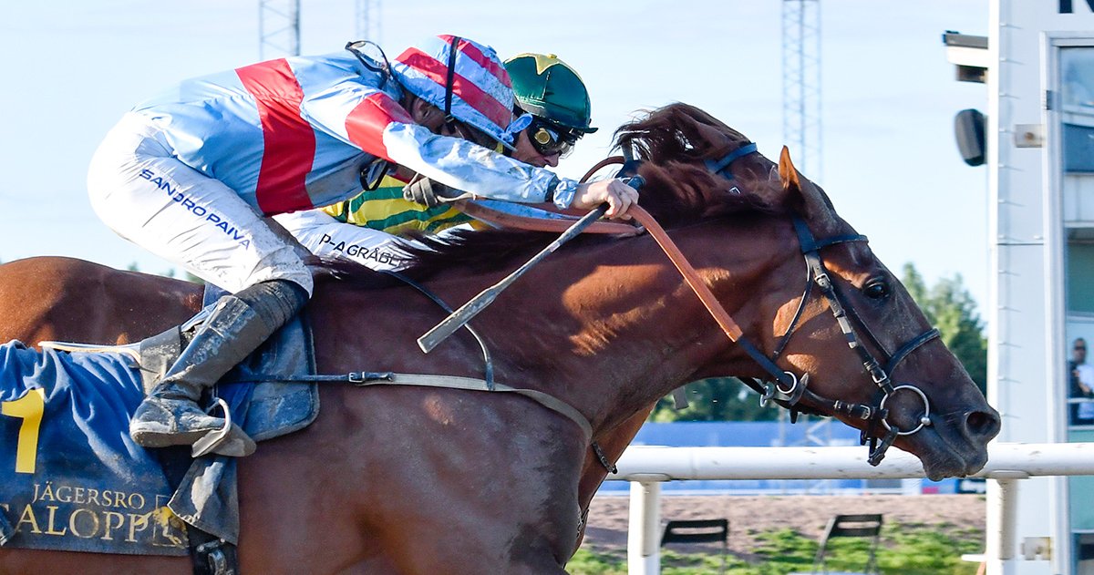 Swedish Derby victory for Schamyl - Horse Racing Sweden